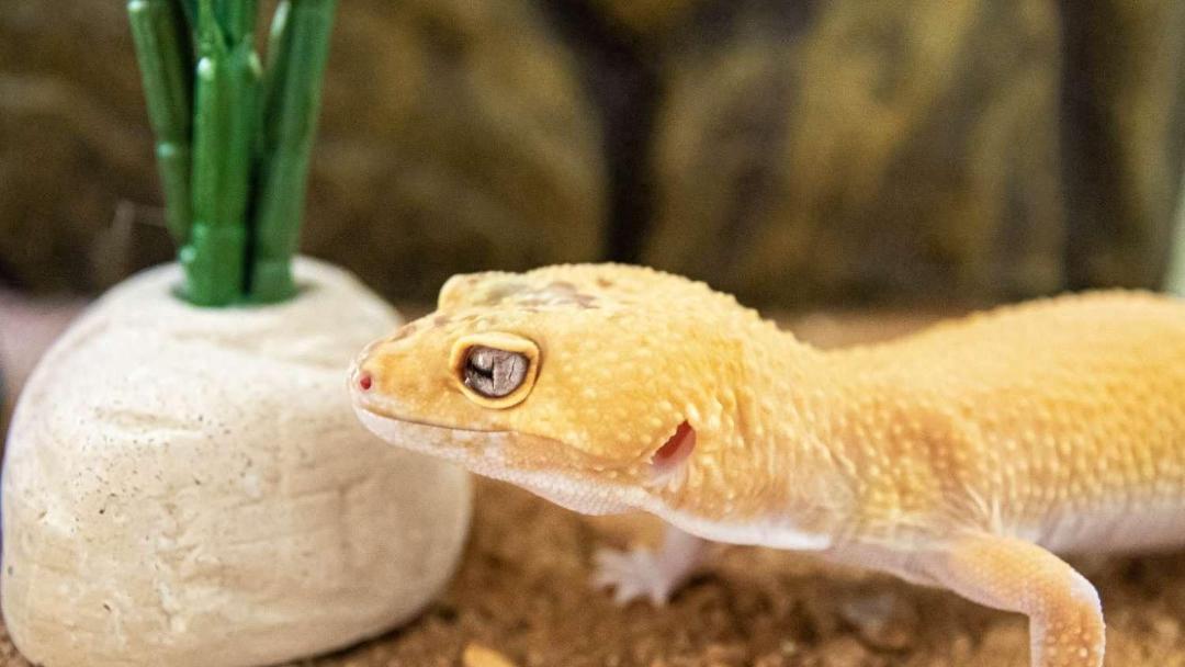 Are geckos really poisonous? Revealing the Mysterious Creatures on the ...