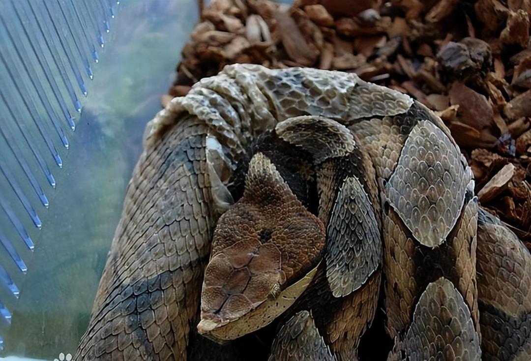 Are there any disadvantages to the five-step snake? Why does the five ...