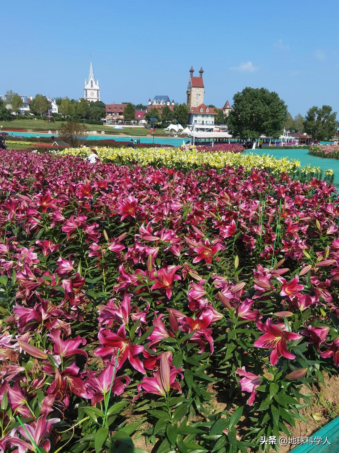 Scenery of Jingchu: Wuhan Flower Expo (Autumn) - iMedia