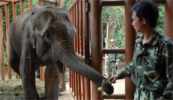 18 years ago, someone smeared drugs on bananas and fed 6 wild elephants ...