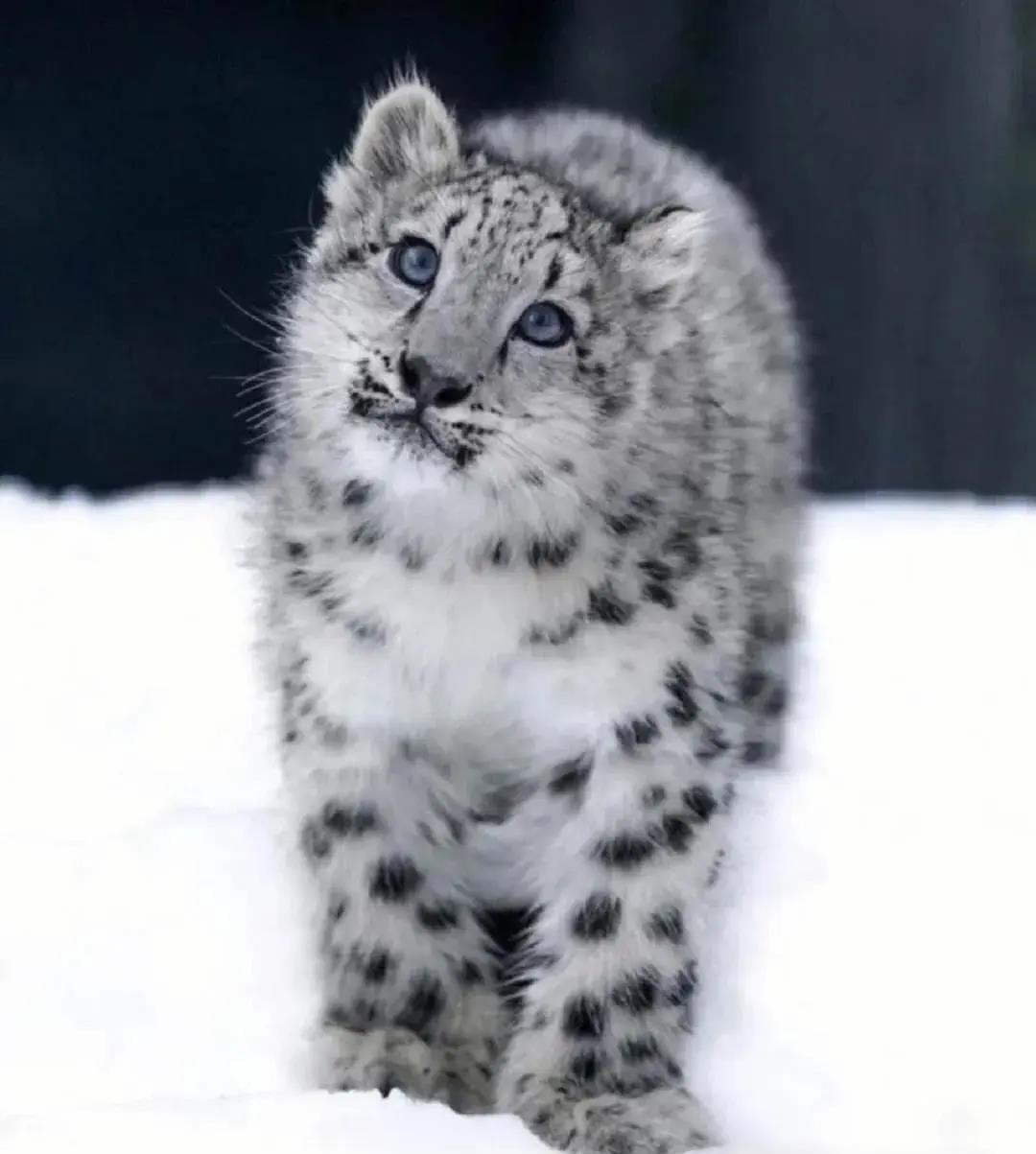 Snow leopard defenders: Wolong National Park's amazing ecosystem! - iMedia