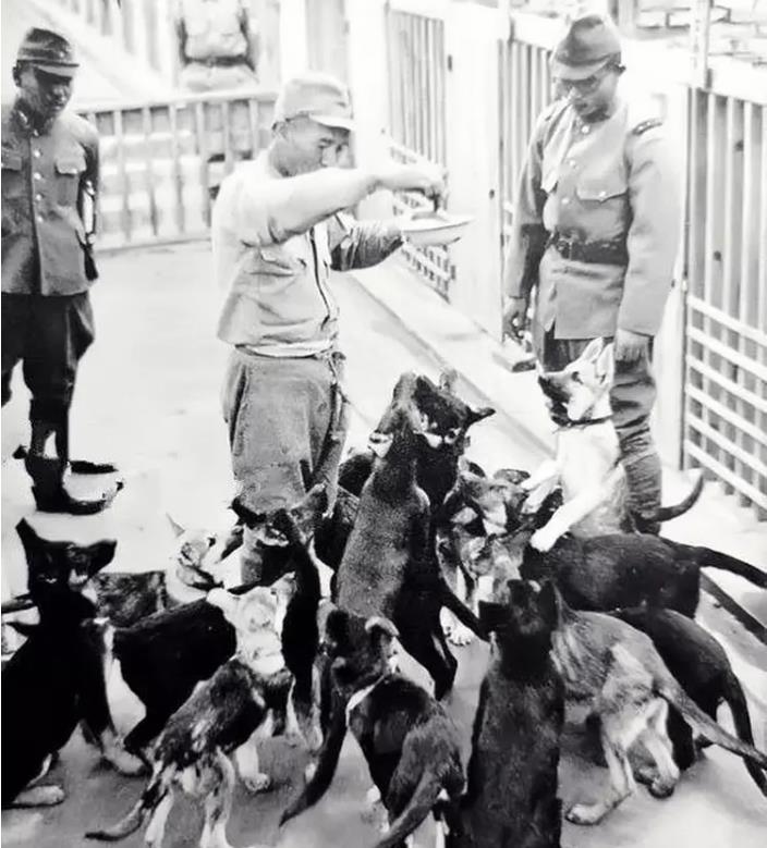 In 1939, the wolfhound troops of the Japanese army were unstoppable ...