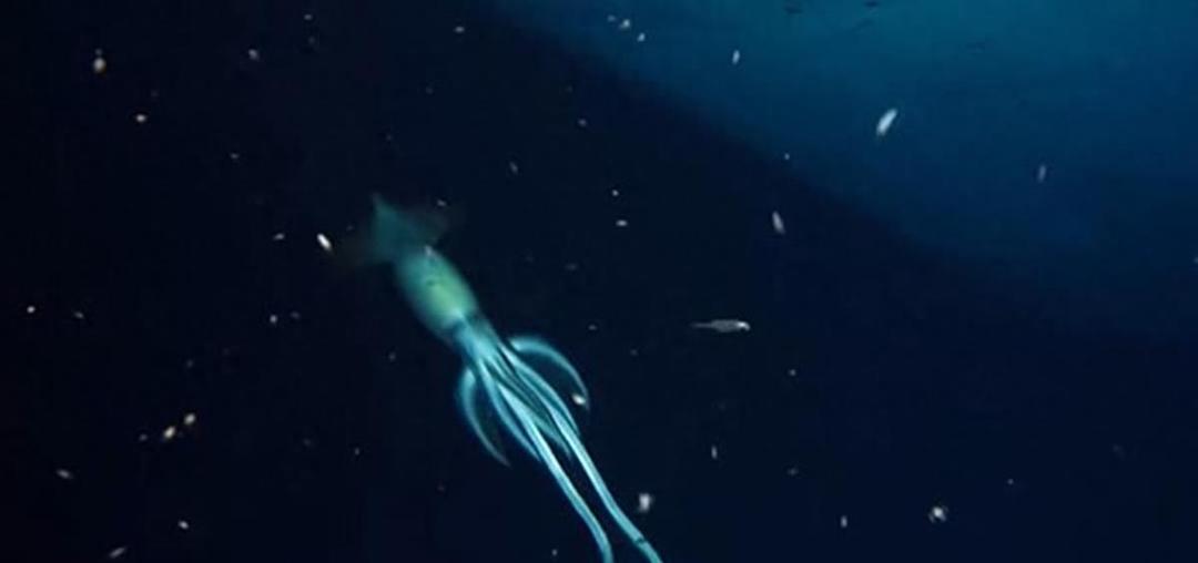 OceanX scientists discovered a giant mysterious creature at 853 meters ...
