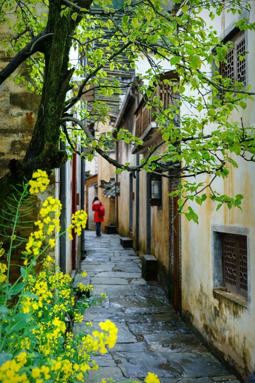 The real "Utopia", the most beautiful flower town in China, has amazed ...