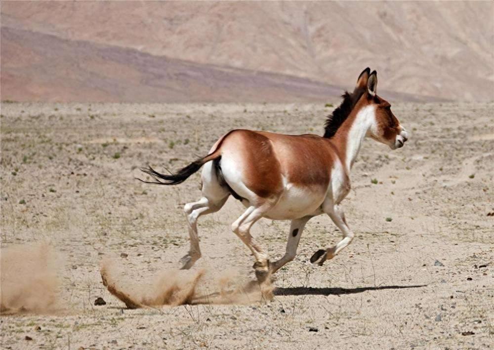 The original Tibetan wild donkey weighs 800 kilograms and is actually ...