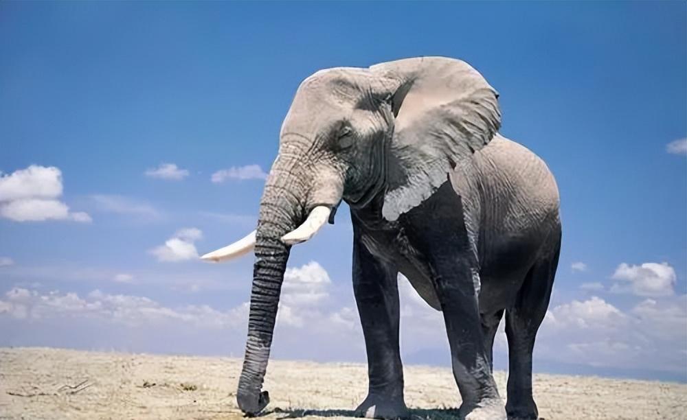 "Wild Shock: Revealing the Elephant's "Fifth Leg"!" - iMedia