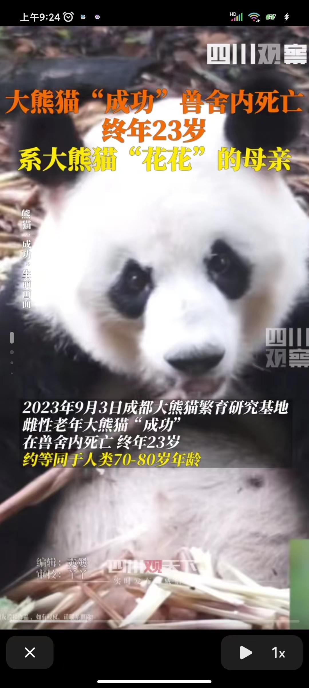 Sad! The giant panda "Chenggong" died in the animal house at the age of ...