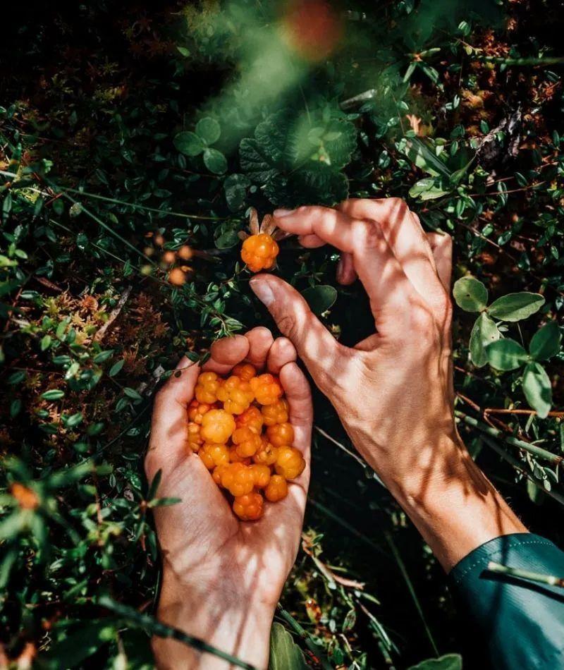 Extremely delicious: Exploring Swedish cloudberries - iMedia