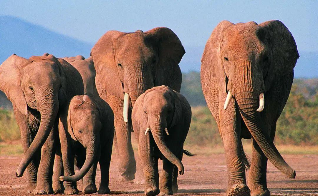 "Wild Shock: Revealing the Elephant's "Fifth Leg"!" - iMedia