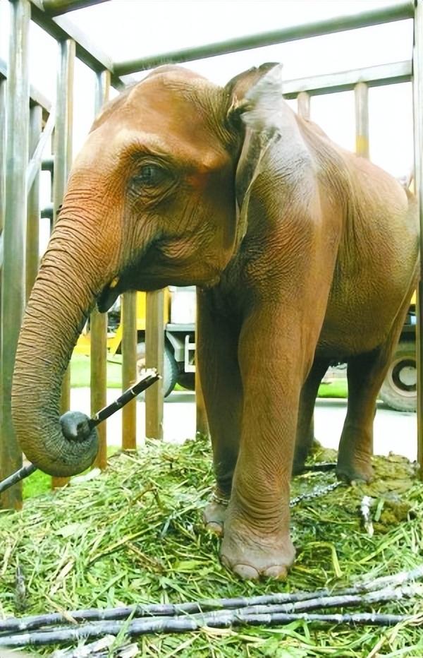 18 years ago, someone smeared drugs on bananas and fed 6 wild elephants ...