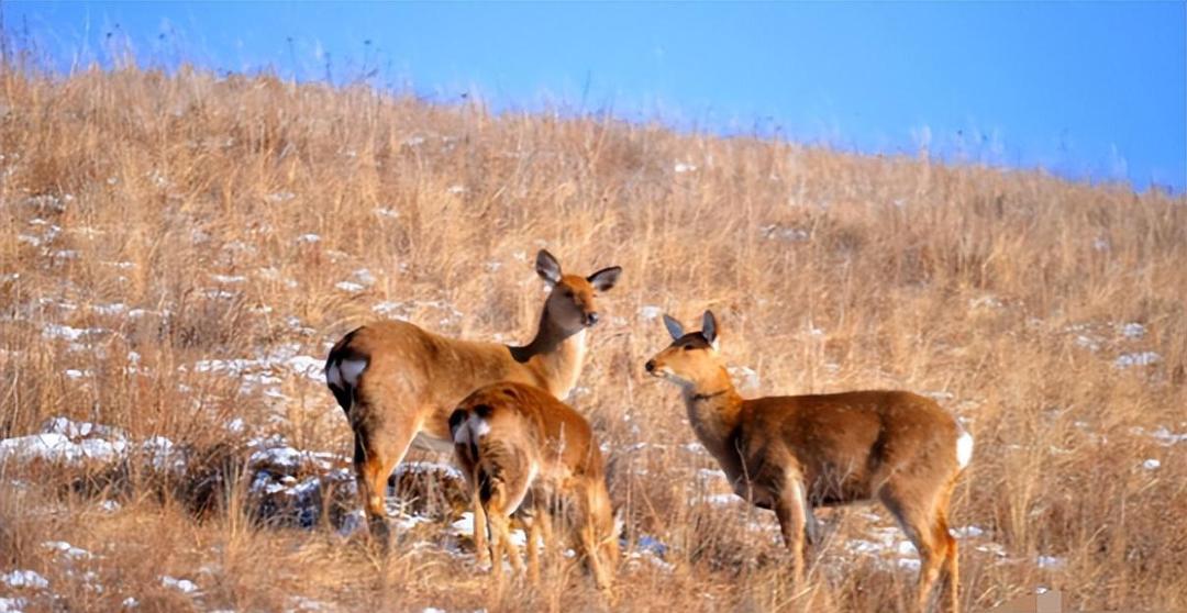 "Why is the Silly Roe Deer afraid of humans?" Explore how stupid he is ...