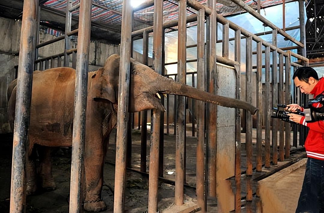 18 years ago, someone smeared drugs on bananas and fed 6 wild elephants ...