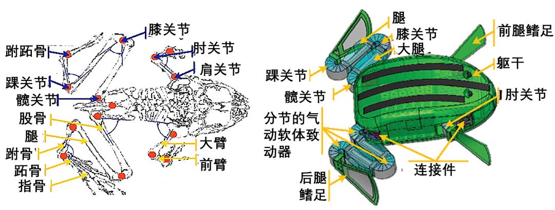 The leg joint structure, how to simulate the flexibility of a real frog ...