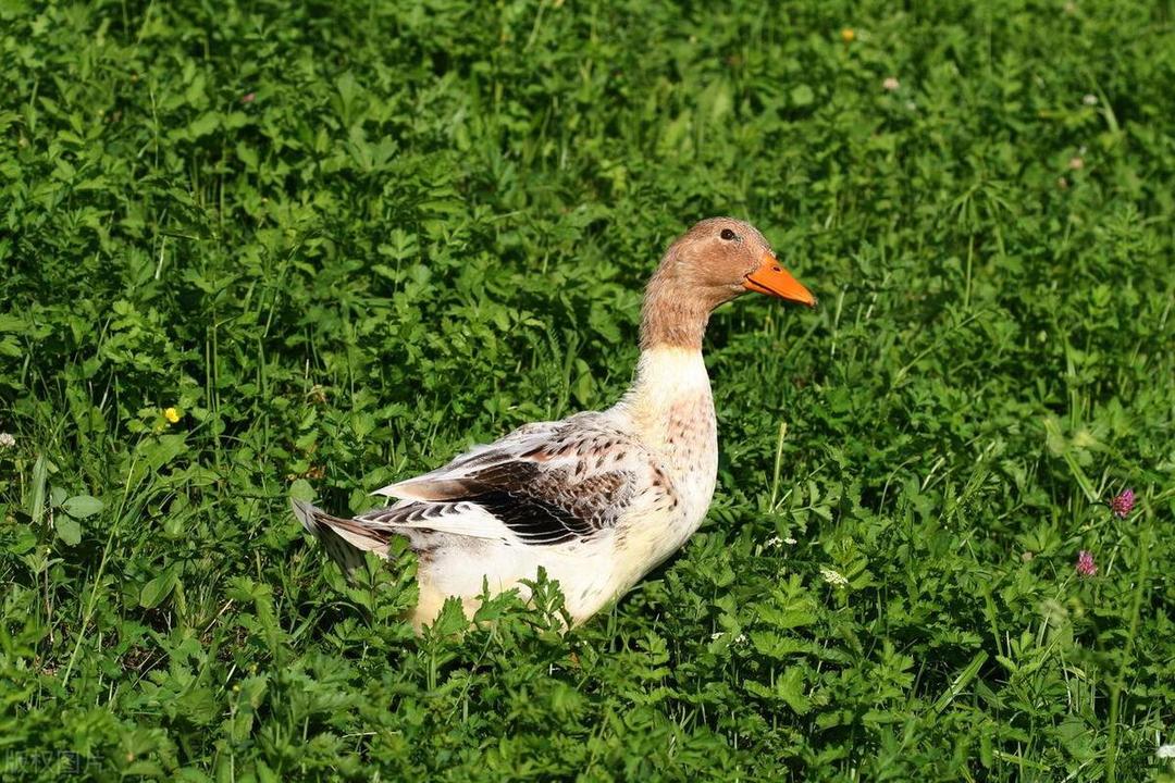 The charm and diversity of ducks - iMedia
