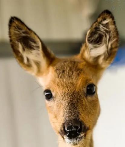 "Why is the Silly Roe Deer afraid of humans?" Explore how stupid he is ...