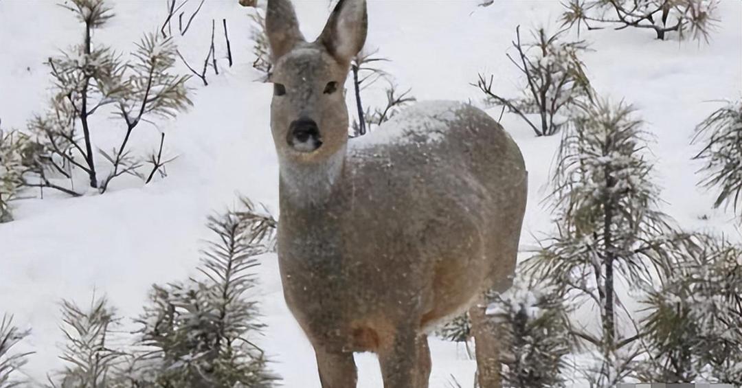"Why is the Silly Roe Deer afraid of humans?" Explore how stupid he is ...