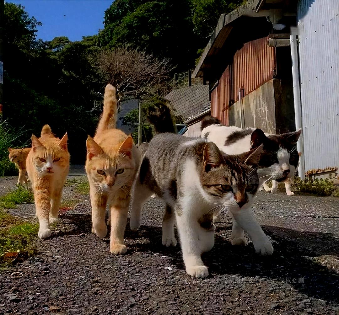 Why have cats never been completely domesticated by humans? - iMedia