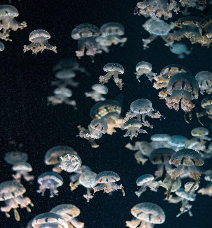 20 "strange facts" in the world, each of which may refresh your ...