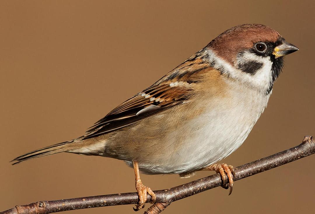 Chinese people don't eat sparrow meat, so why are there fewer sparrows ...