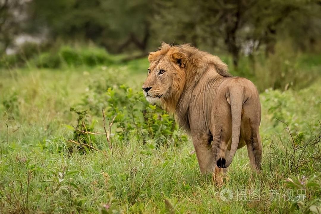 Animals mate without recognizing their relatives. What will happen when ...