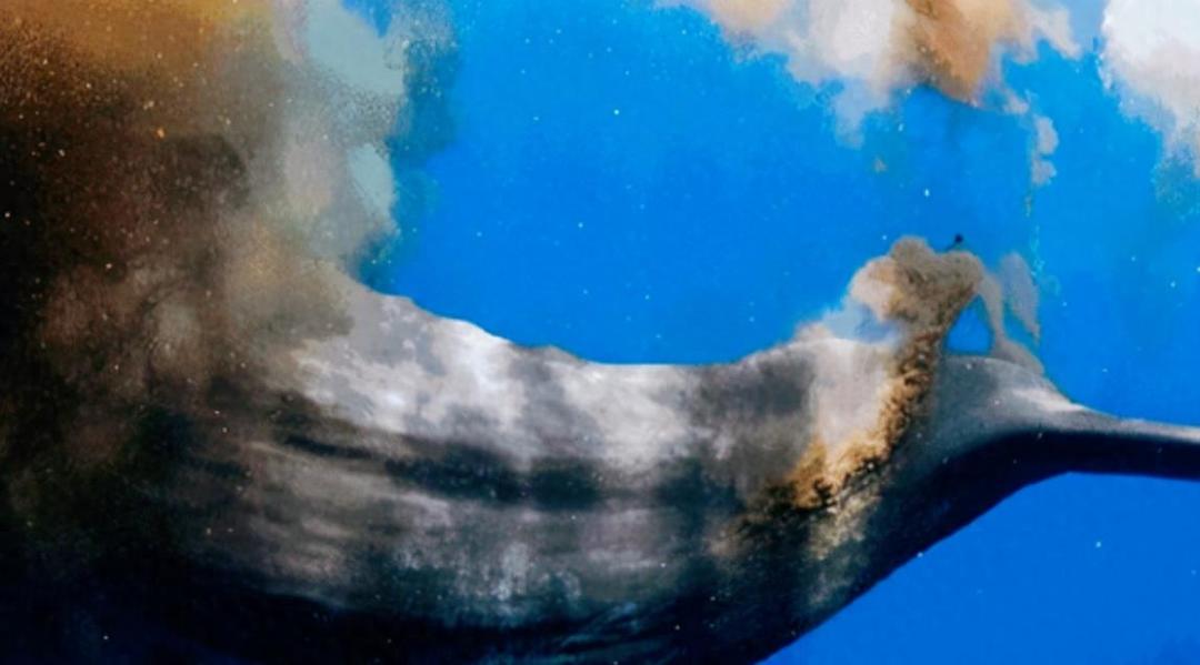 Poo-making machine: The largest blue whale on earth defecates 2 tons at ...