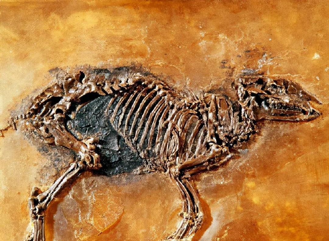 A pair of turtles turned to stone during mating. The most embarrassing ...