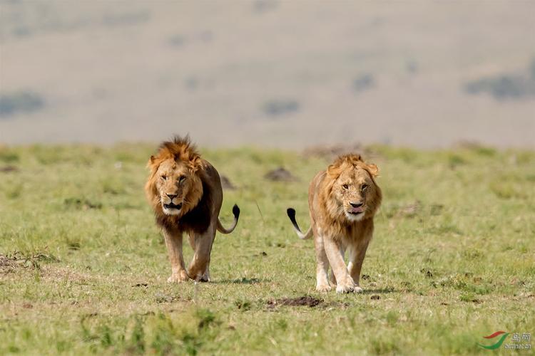 Animals mate without recognizing their relatives. What will happen when ...