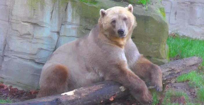 Polar bears have a common ancestor, they are all descended from a ...