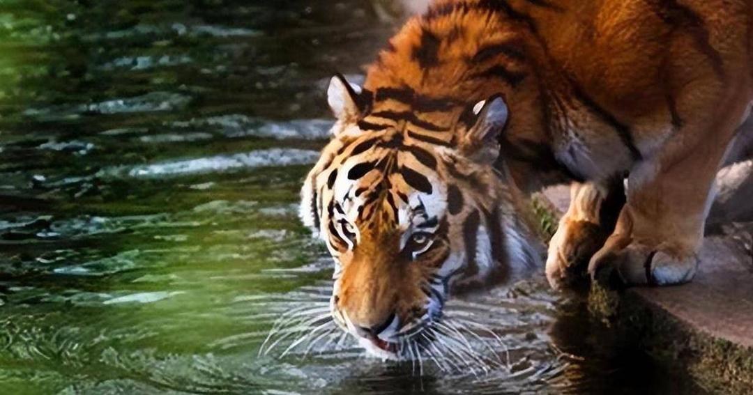 Animals can drink raw water directly, but humans need to drink filtered ...