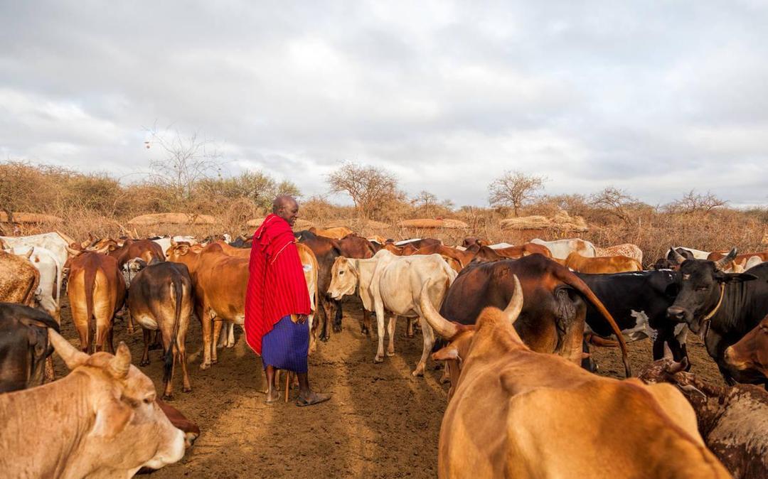 With 1 spear, 1 shield, and 1 short stick, the Maasai can kill the lion ...