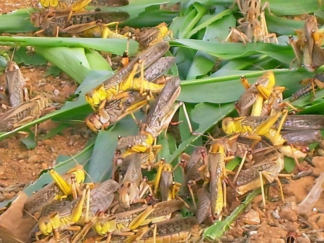 When locust plagues occurred in ancient times, why did the ancients ...