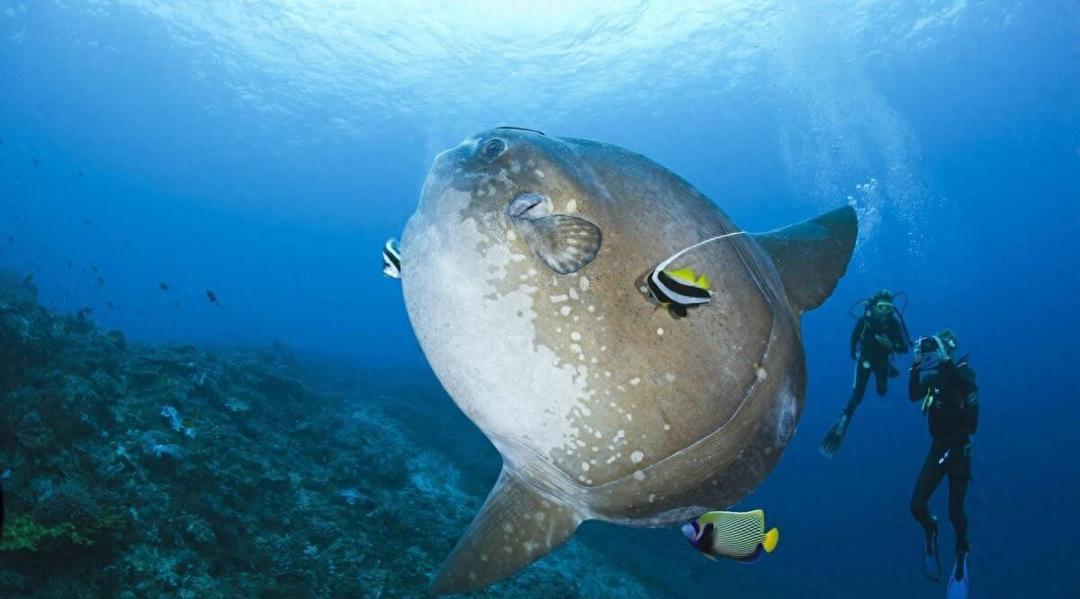 Tenacious vitality: How does the sunfish survive? - iMedia