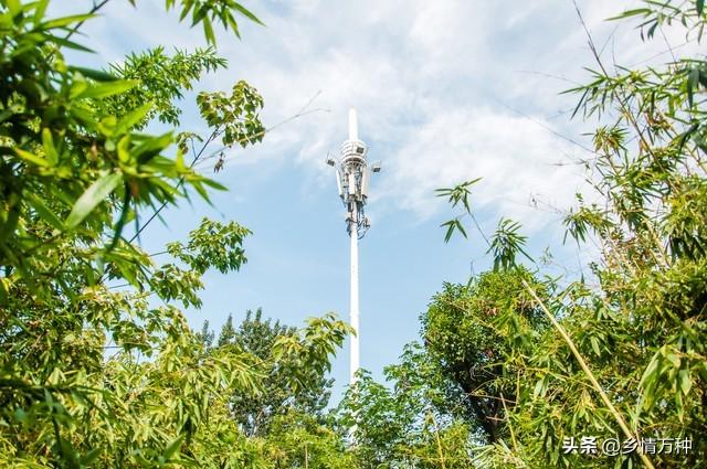 Plant Communication: Understanding the Voices of Plants - iMedia