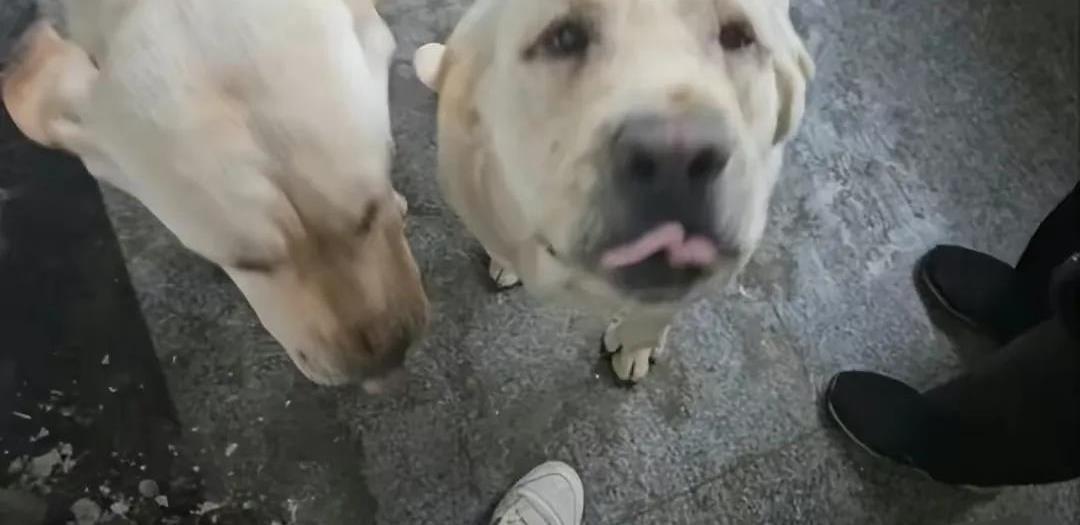 The latest response from the black dog owner's relatives: Tang keeps ...