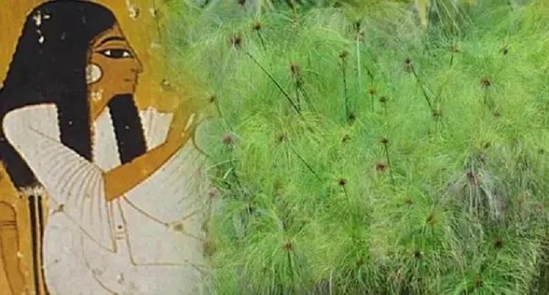 Papyrus letters from Israel dating back 2,600 years: Strange phenomena ...