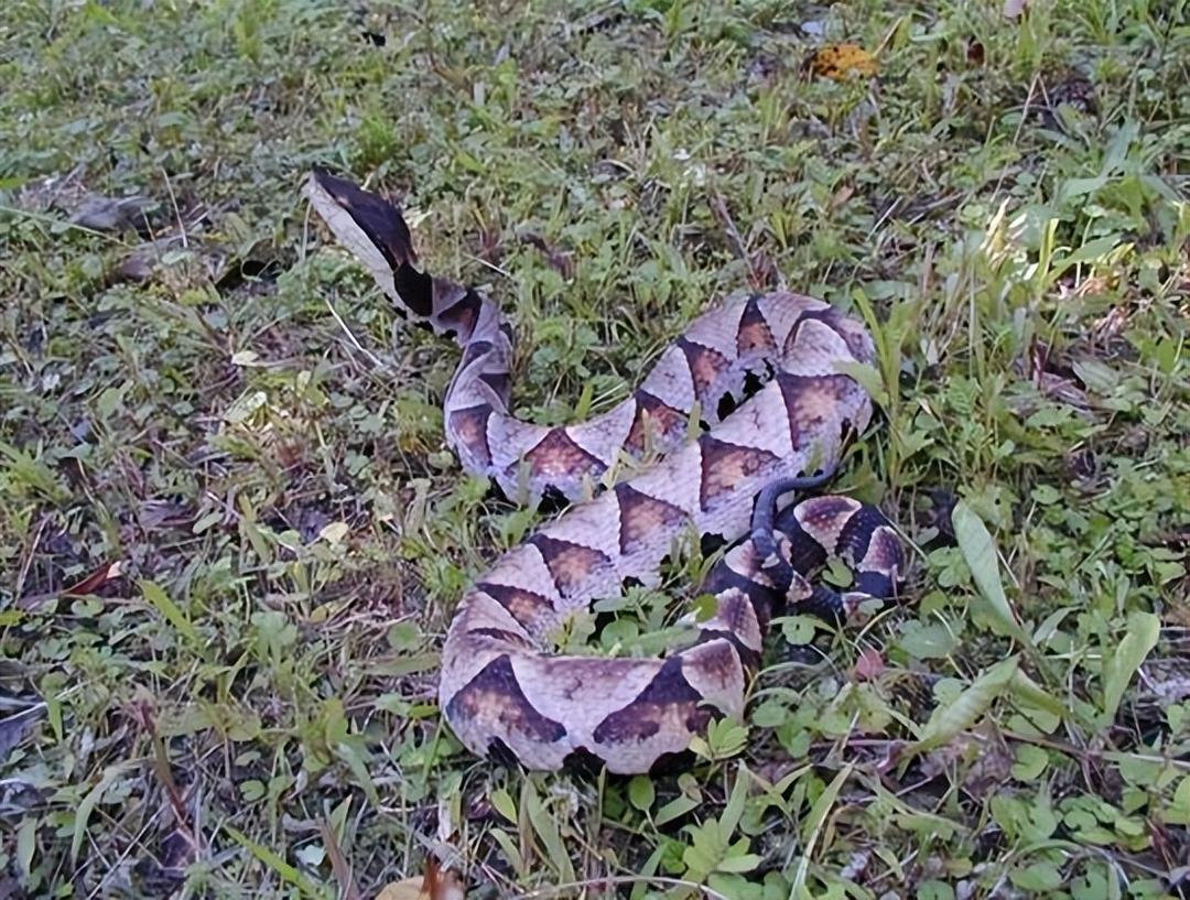 Are there any disadvantages to the five-step snake? Why does the five ...