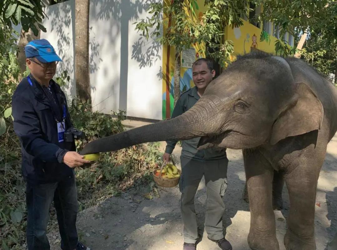 18 years ago, someone smeared drugs on bananas and fed 6 wild elephants ...