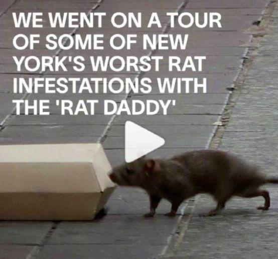 Rat plague broke out in New York, netizens ridiculed that if they stop ...