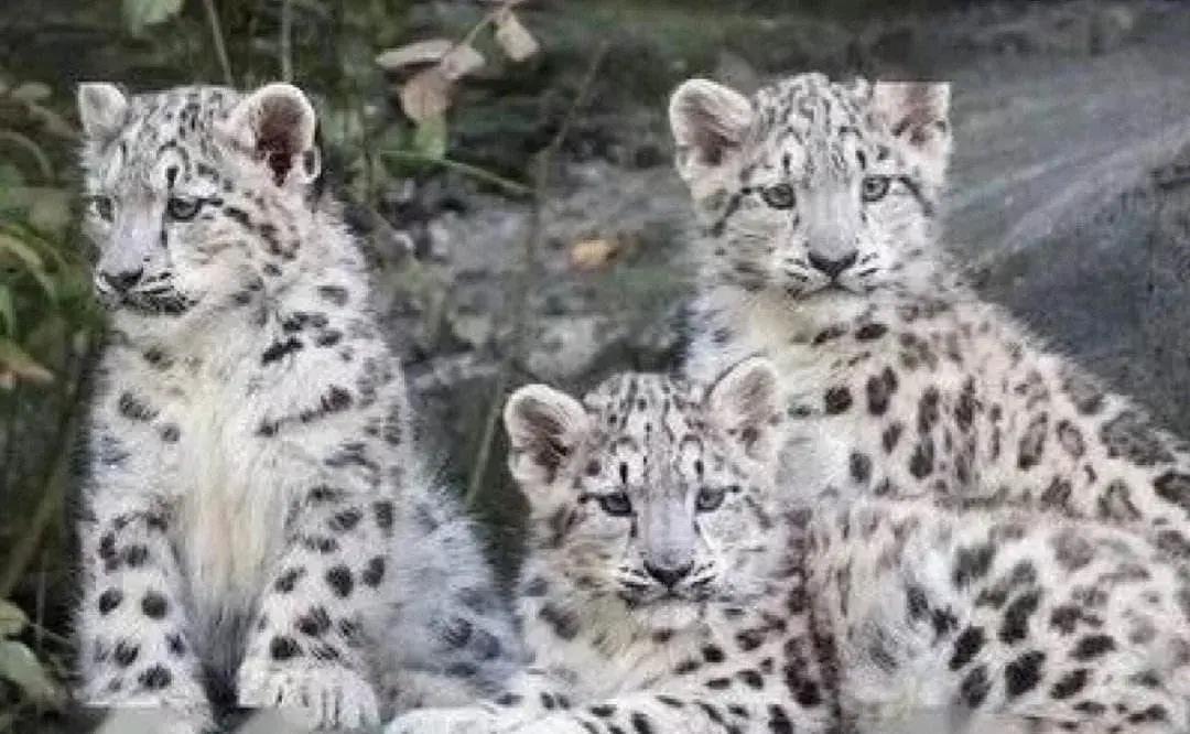 Snow leopard defenders: Wolong National Park's amazing ecosystem! - iMedia