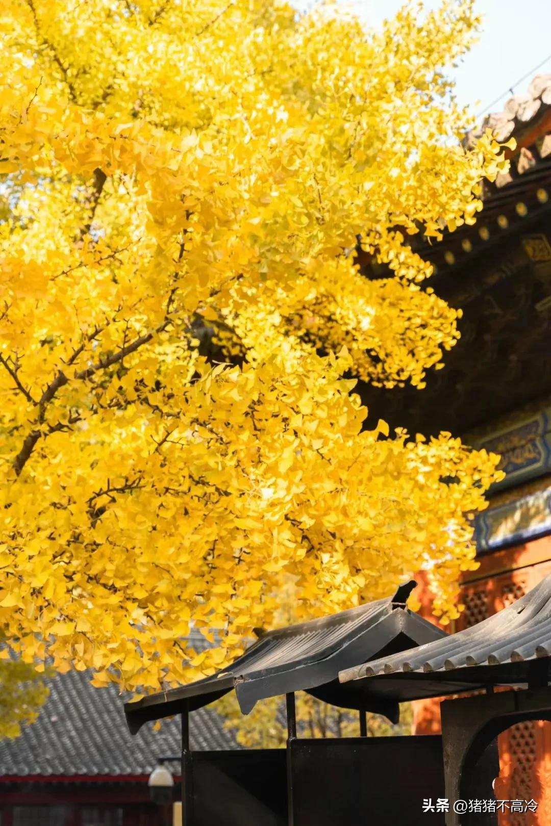 The thousand-year-old ginkgo trees in Hongluo Temple have turned yellow ...