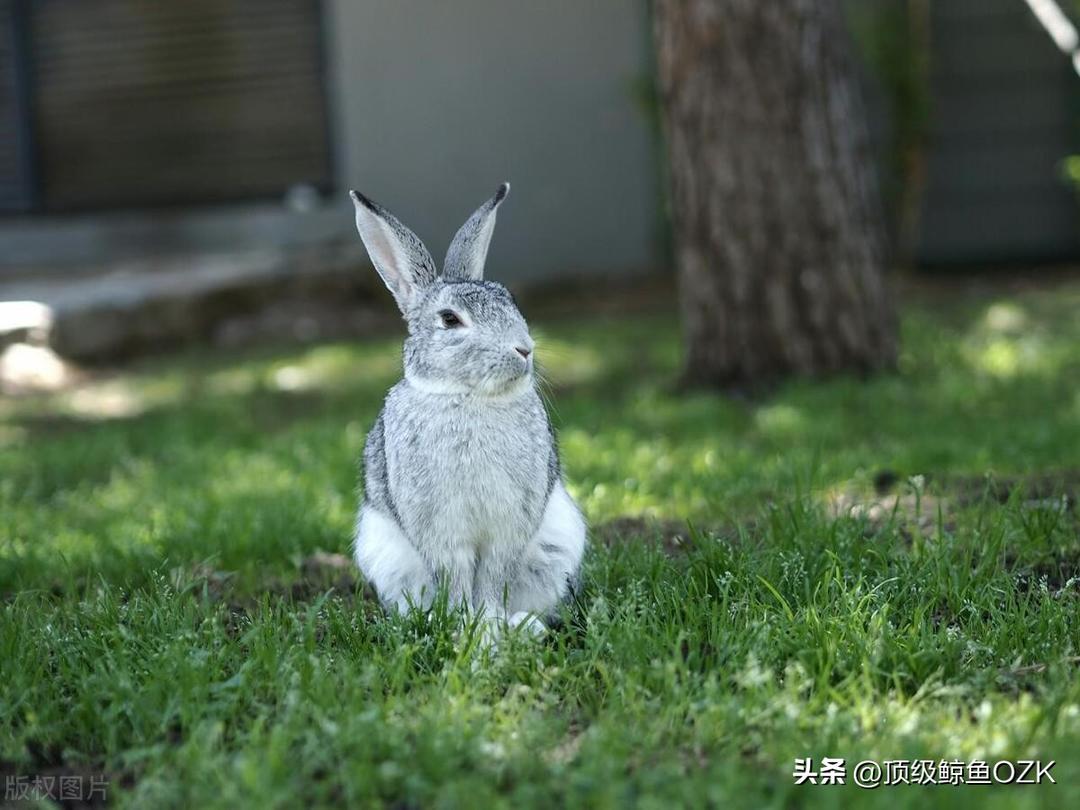 Look at how rich the Rabbit is, and the children he gives birth to are ...