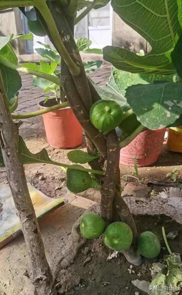 Twist-shaped "figs" - iMedia