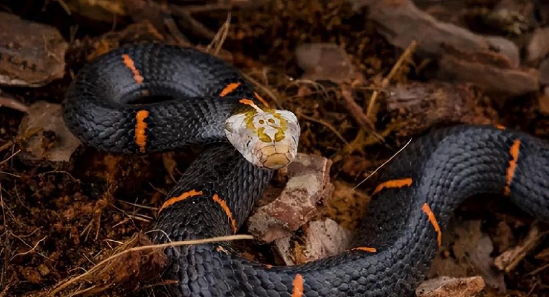 Mysterious legend: A bite from the white-headed demon snake in the ...