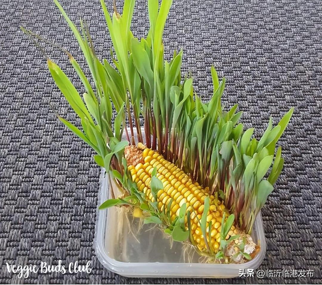 Put corn cobs in water and a small forest will appear in 7 days! These ...