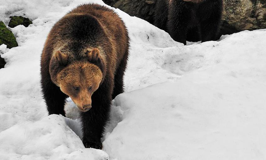 Polar bears have a common ancestor, they are all descended from a ...