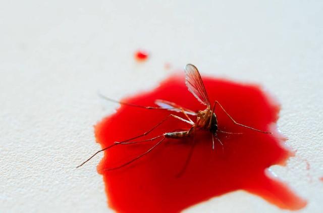 Do you know how mosquitoes suck blood? - iMedia