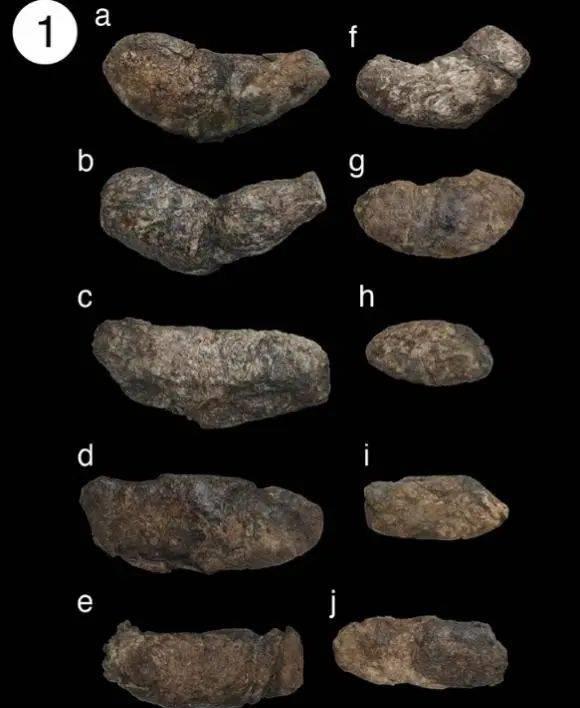major discovery! Chinese scientists discovered from feces from 35 ...