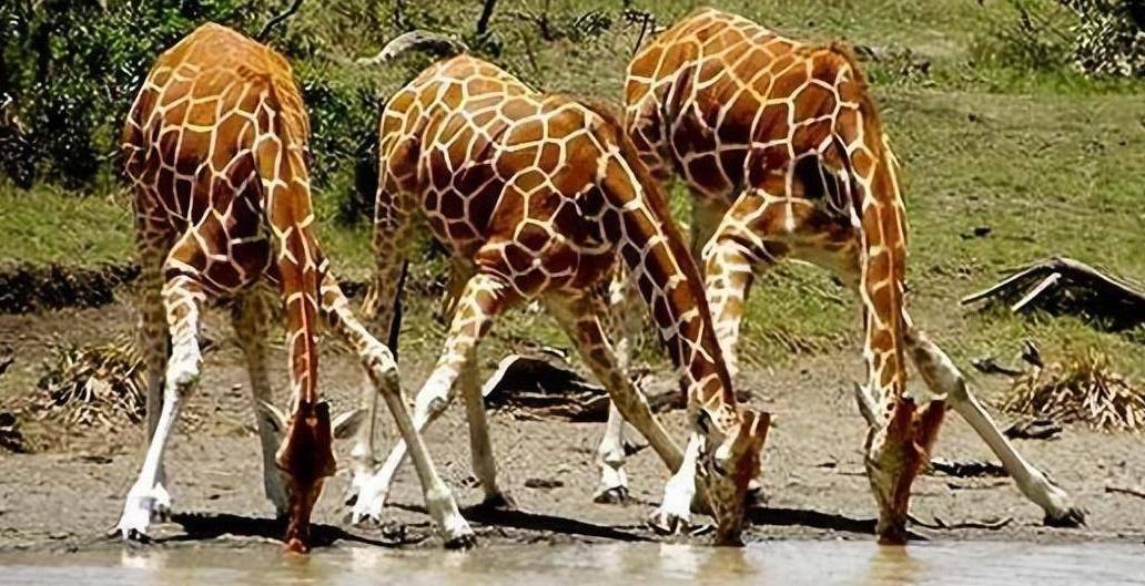 Animals can drink raw water directly, but humans need to drink filtered ...
