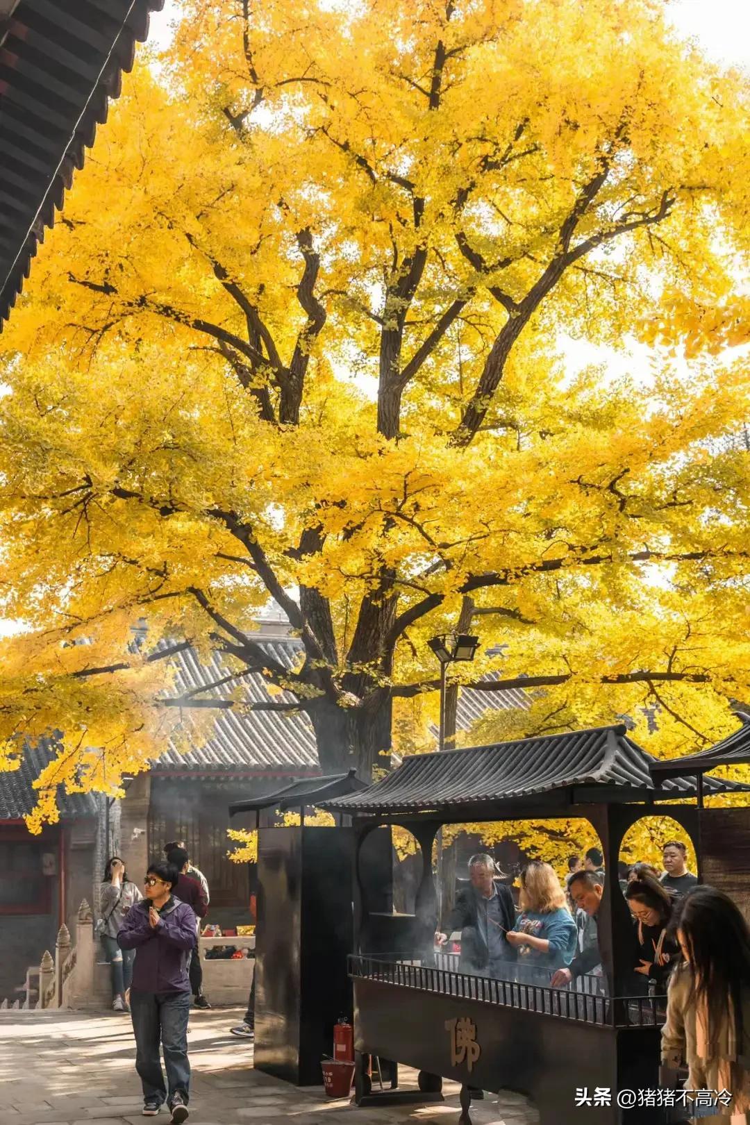 The thousand-year-old ginkgo trees in Hongluo Temple have turned yellow ...