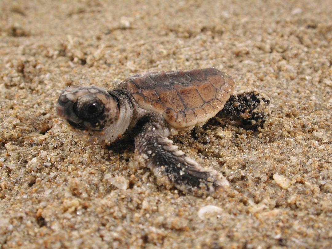 Built-in GPS: Scientists reveal secret of turtles' ability to navigate ...